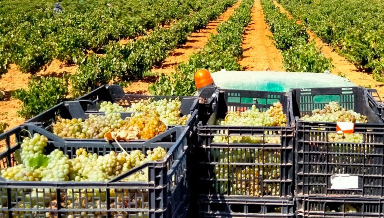 Variedad de uva Macabeo – Gratias